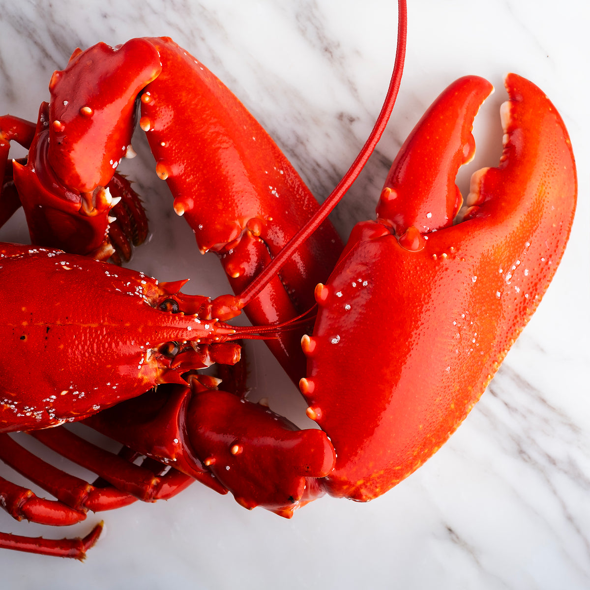 Hummer, Smögen, 1,2 kg – Netfood